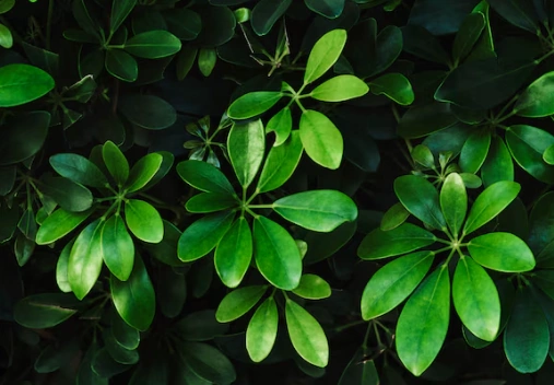 Trollpasta: a fumada braba | Wiki Trollpasta brasil | Fandom