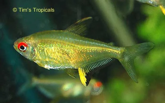 Lemon Tetra