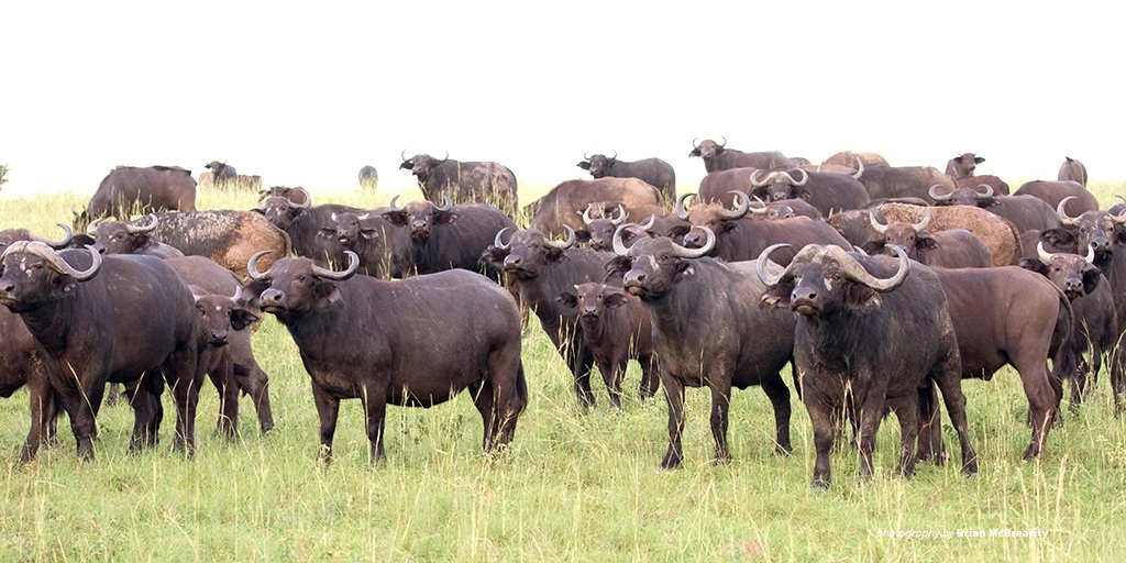 The Buffalos (The Gorgonite Book) | Troublemaker Wiki | Fandom