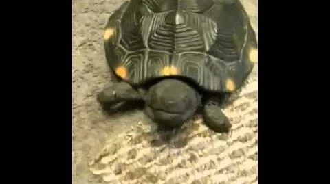 Slowy turtle | Troy's gemmys Wiki | Fandom