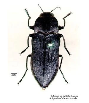 Fire Beetle (Pyrophorus noctilucus) | The Rock Star Game Wiki | Fandom