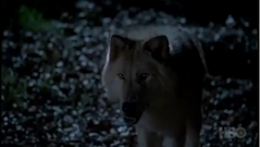 Gallery:Werewolf | True Blood Wiki | Fandom