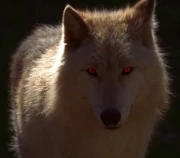 Gallery:Alcide Herveaux | True Blood Wiki | Fandom