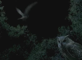 Gallery:Shapeshifters | True Blood Wiki | Fandom