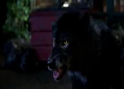 Werewolf | True Blood Wiki | Fandom