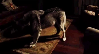 Werewolf | True Blood Wiki | Fandom