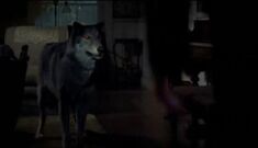 Gallery:Werewolf | True Blood Wiki | Fandom
