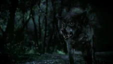 Werewolf | True Blood Wiki | Fandom