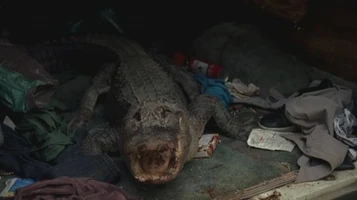 Gallery:Shapeshifters | True Blood Wiki | Fandom