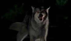 Gallery:Werewolf | True Blood Wiki | Fandom