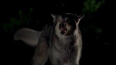 Werewolf | True Blood Wiki | Fandom