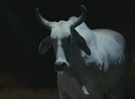 Gallery:Shapeshifters | True Blood Wiki | Fandom