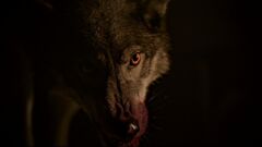 Gallery:Werewolf | True Blood Wiki | Fandom