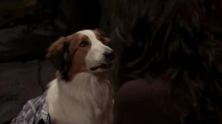 Shapeshifter | Southern Vampire Mysteries | Fandom