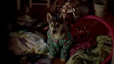 Werewolf | True Blood Wiki | Fandom
