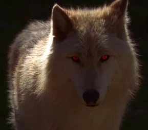 Werewolf | Truebloodhbo Wiki | Fandom