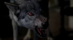 Werewolf | Truebloodhbo Wiki | Fandom