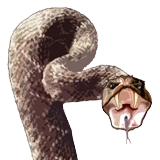 Rattlesnake | True Night Wiki | Fandom