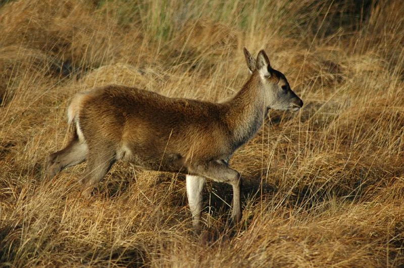 Eloin | Legend of the Sight novels Wiki | Fandom