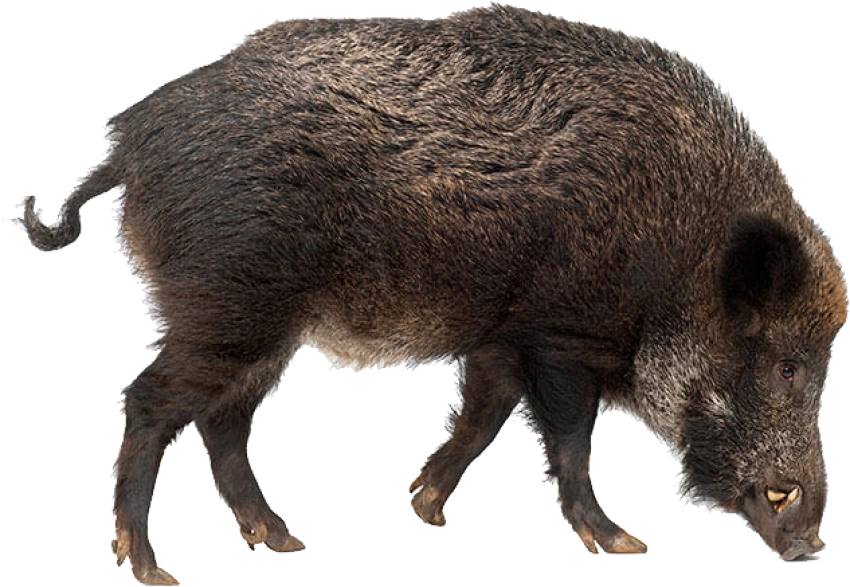 Dzik | Lean Island Wiki | Fandom