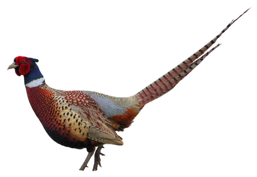 Bażant | Lean Island Wiki | Fandom