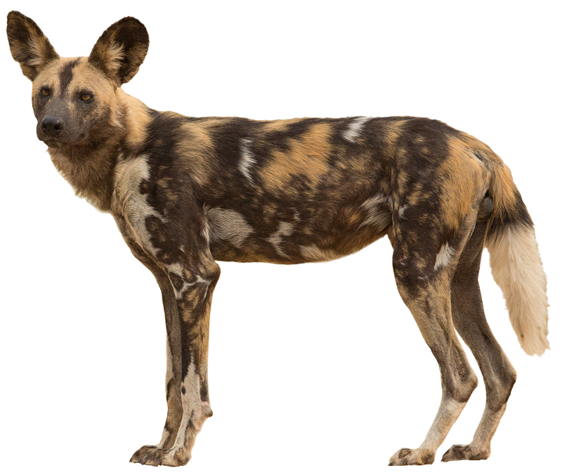 Likaon | Lean Island Wiki | Fandom