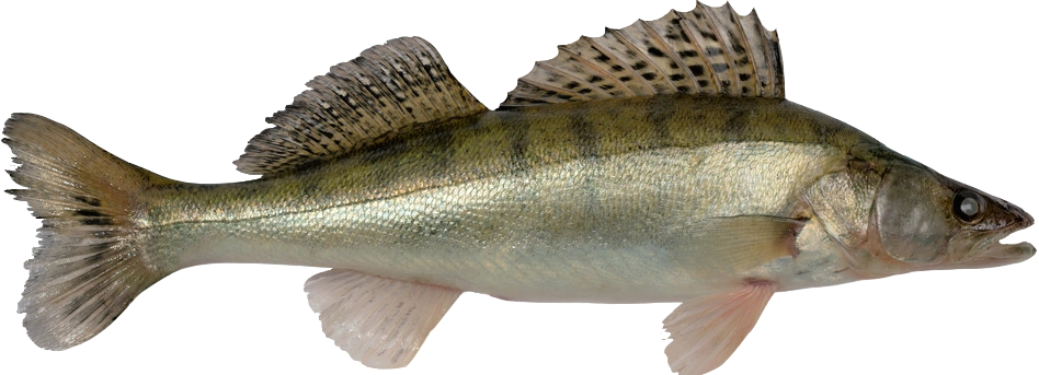 Sandacz | Lean Island Wiki | Fandom