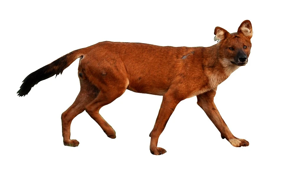 Cyjon | Lean Island Wiki | Fandom