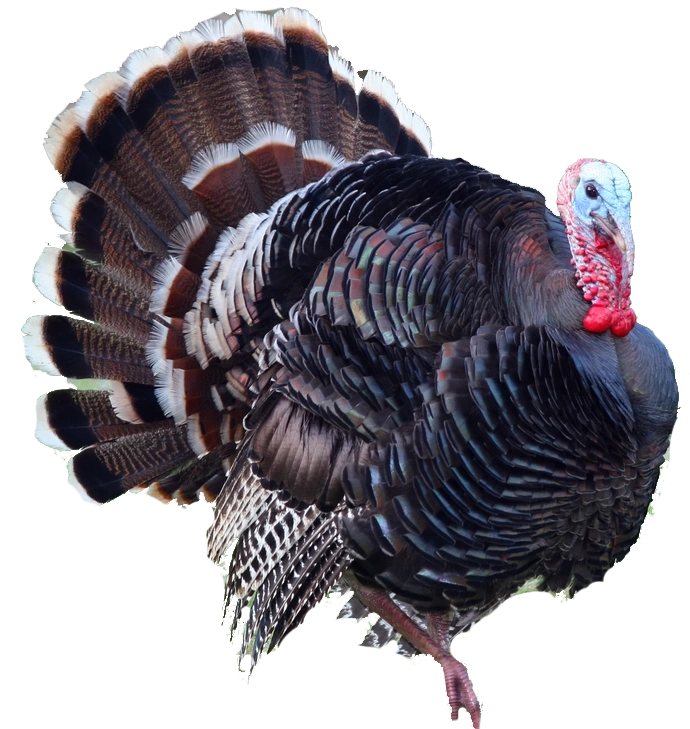 Indyk | Lean Island Wiki | Fandom