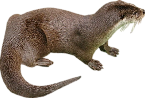 Wydra | Lean Island Wiki | Fandom