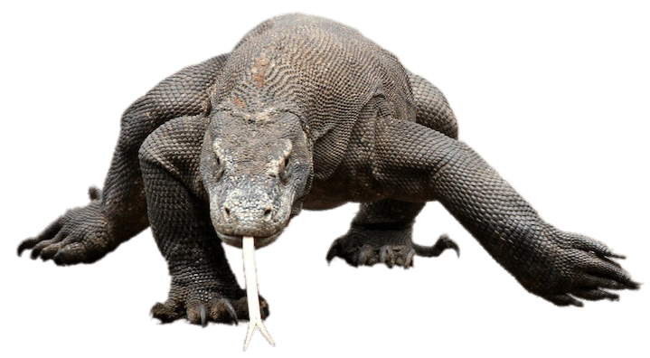 Waran z komodo | Lean Island Wiki | Fandom