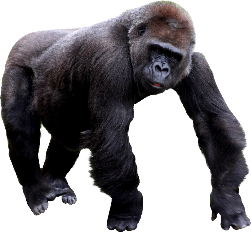 Goryl | Lean Island Wiki | Fandom