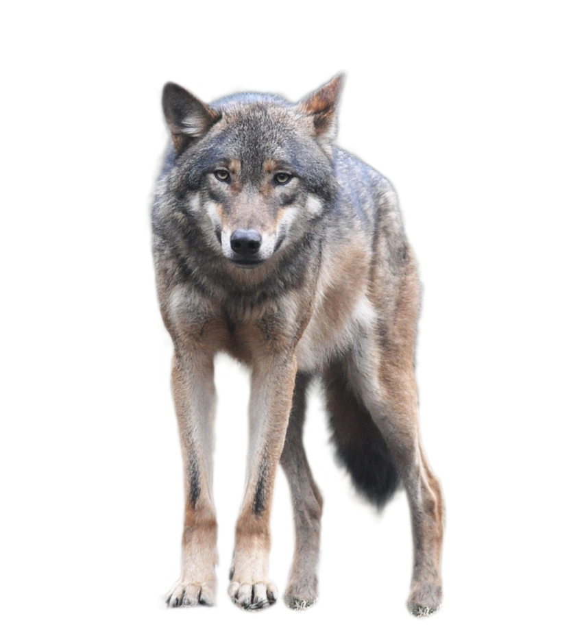 Wilk | Lean Island Wiki | Fandom