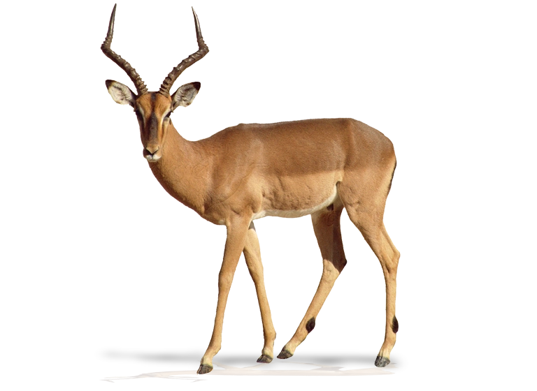 Impala | Lean Island Wiki | Fandom