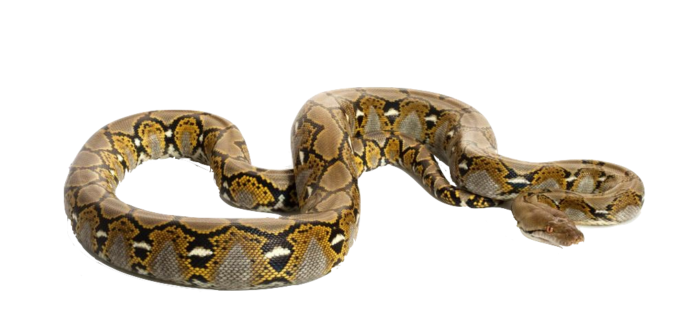 Pyton siatkowy | Lean Island Wiki | Fandom