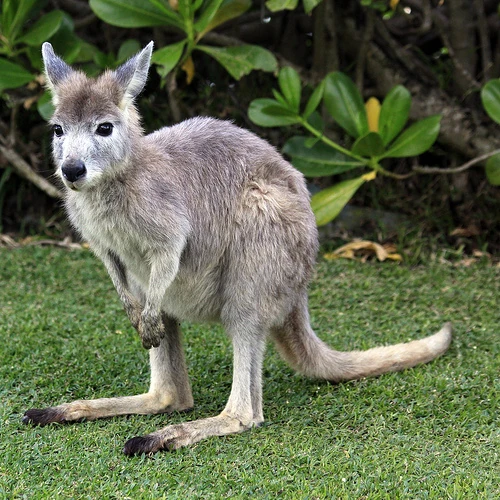 Wallaby | TSJPFEW Wikia | Fandom