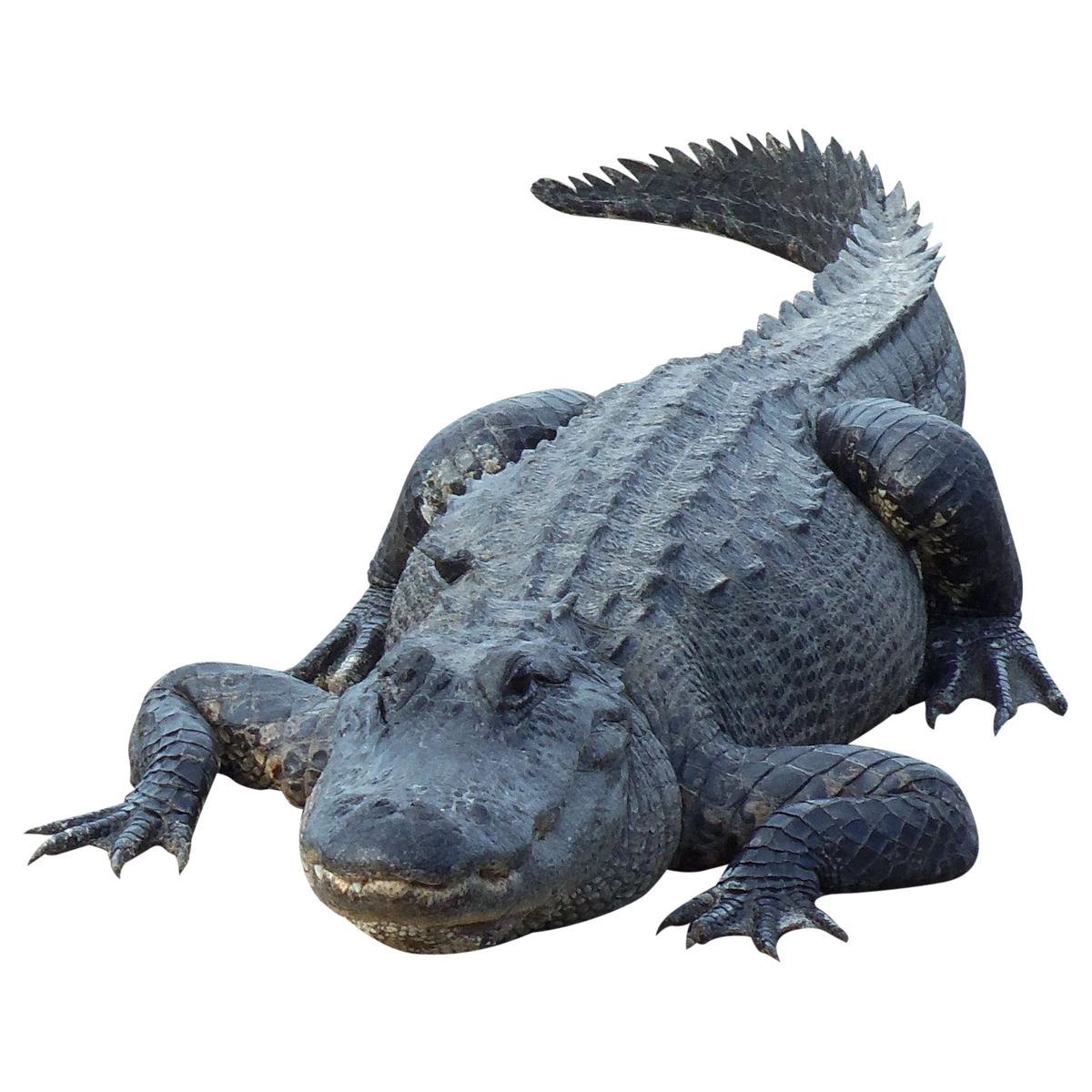 Alligator | TSJPFEW Wikia | Fandom