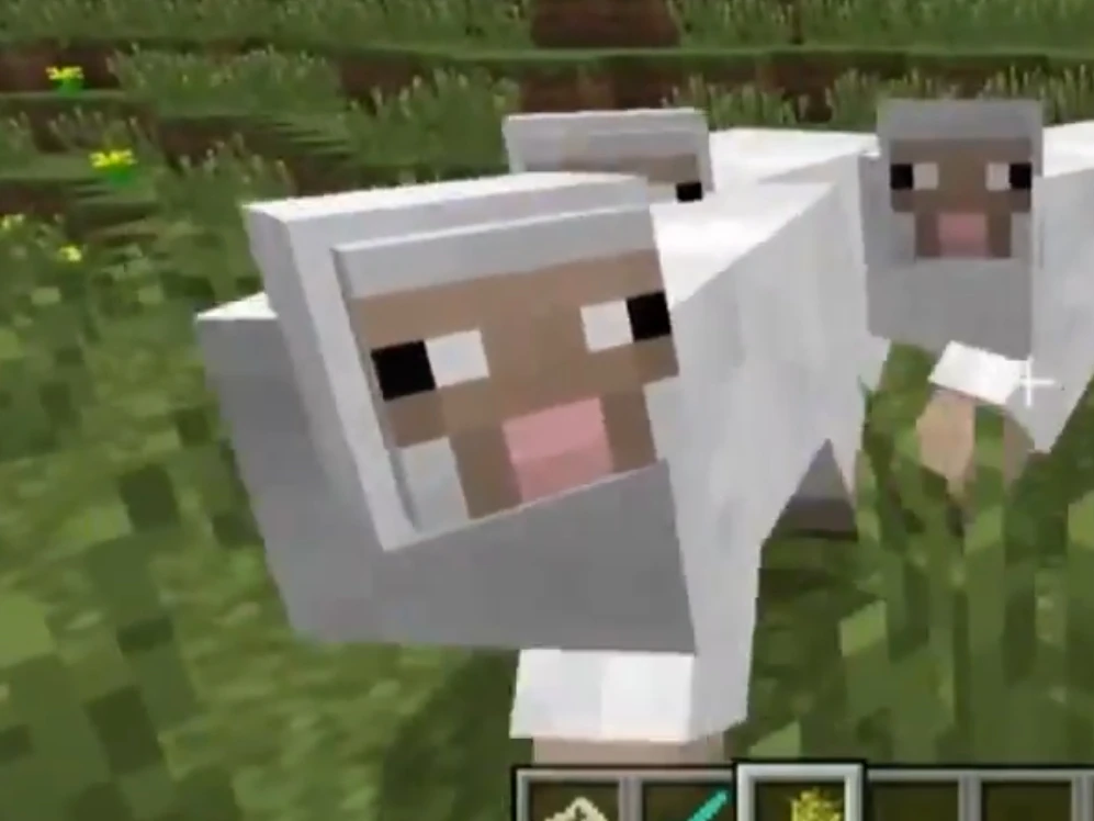 Sheep - 2 | Tsmc-minecraft Wiki | Fandom