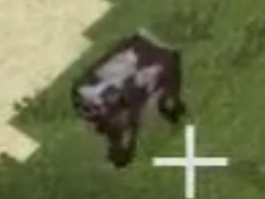 Cow - 16 | Tsmc-minecraft Wiki | Fandom