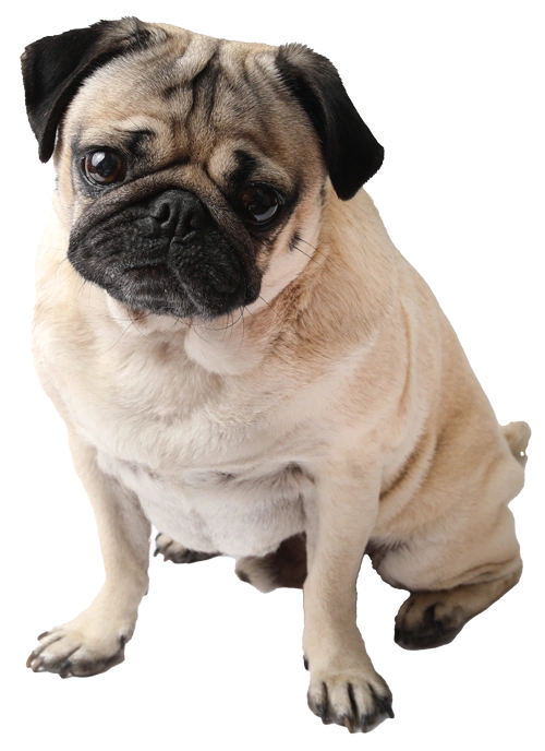Doug the Pug | The TTS Wiki | Fandom