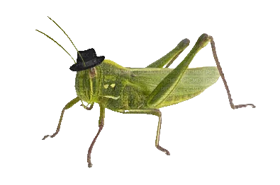 Grasshopper | The TTS Wiki | Fandom
