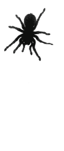 Spider | The TTS Wiki | Fandom