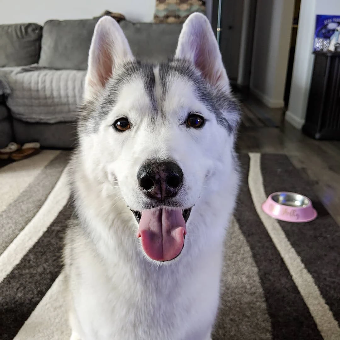 Memphis the Husky | The TTS Wiki | Fandom
