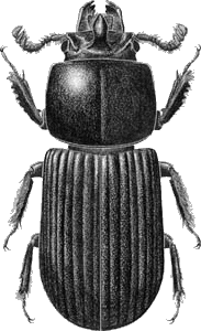 Bess Beetle | The TTS Wiki | Fandom