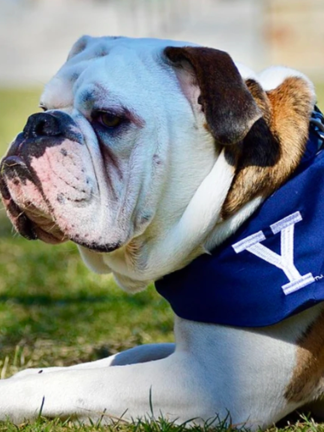 Handsome Dan XIX | The TTS Wiki | Fandom