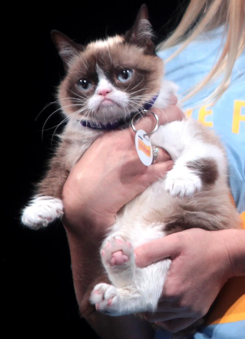 Grumpy Cat | The TTS Wiki | Fandom