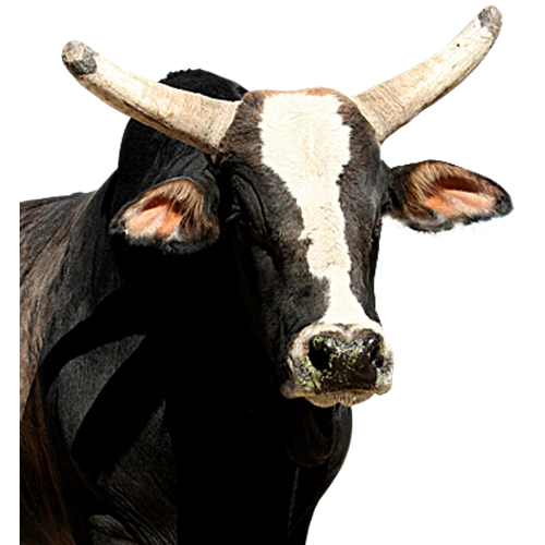 Chicken on a Chain | The TTS Wiki | Fandom