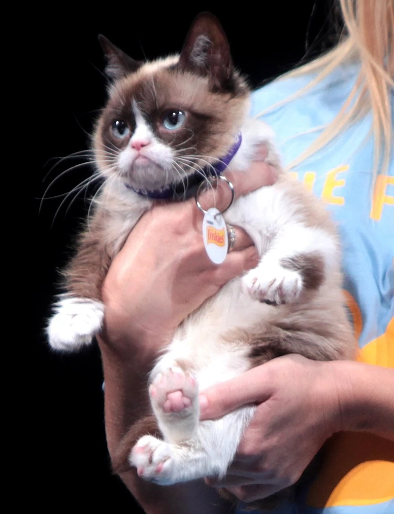 Grumpy Cat | The TTS Wiki | Fandom