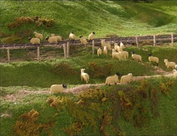 Sheep | Thomas the Tank Engine Wiki | Fandom