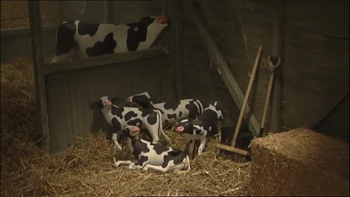 Cattle (T&F) | Thomas the Tank Engine Wiki | Fandom